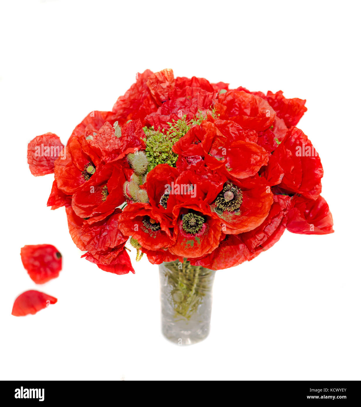 Bouquet of red wild flowers of Papaver rhoeas close up (corn poppy ...