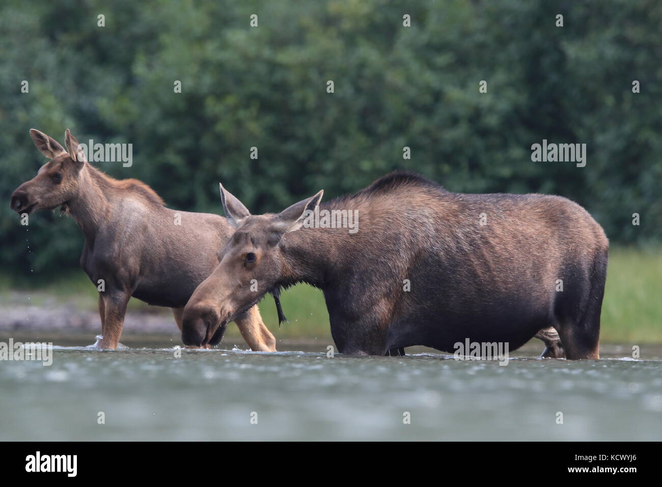 Moose Cow and calf feeding water plants in Pond in Glacier National ...