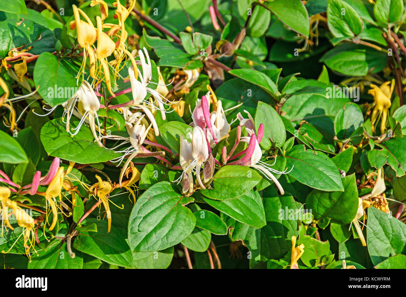 Lonicera caprifolium (goat-leaf honeysuckle, Italian honeysuckle ...