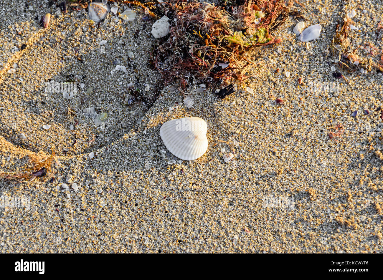Colored sea shell standing in the golden beach sand, close up Stock ...