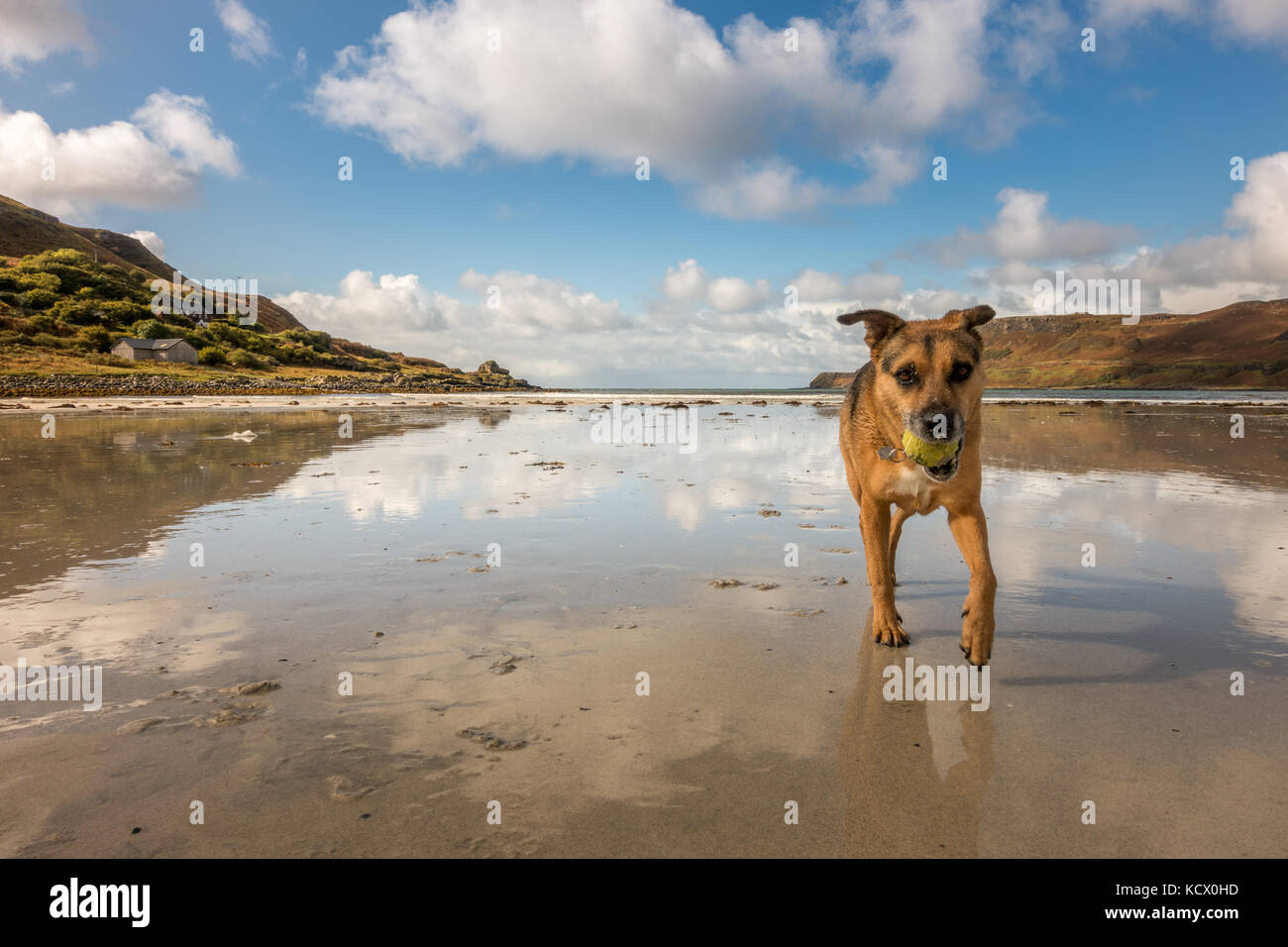 Dog retrieving a ball on Calgary Bay beach, Isle of Mull, Scotland ...