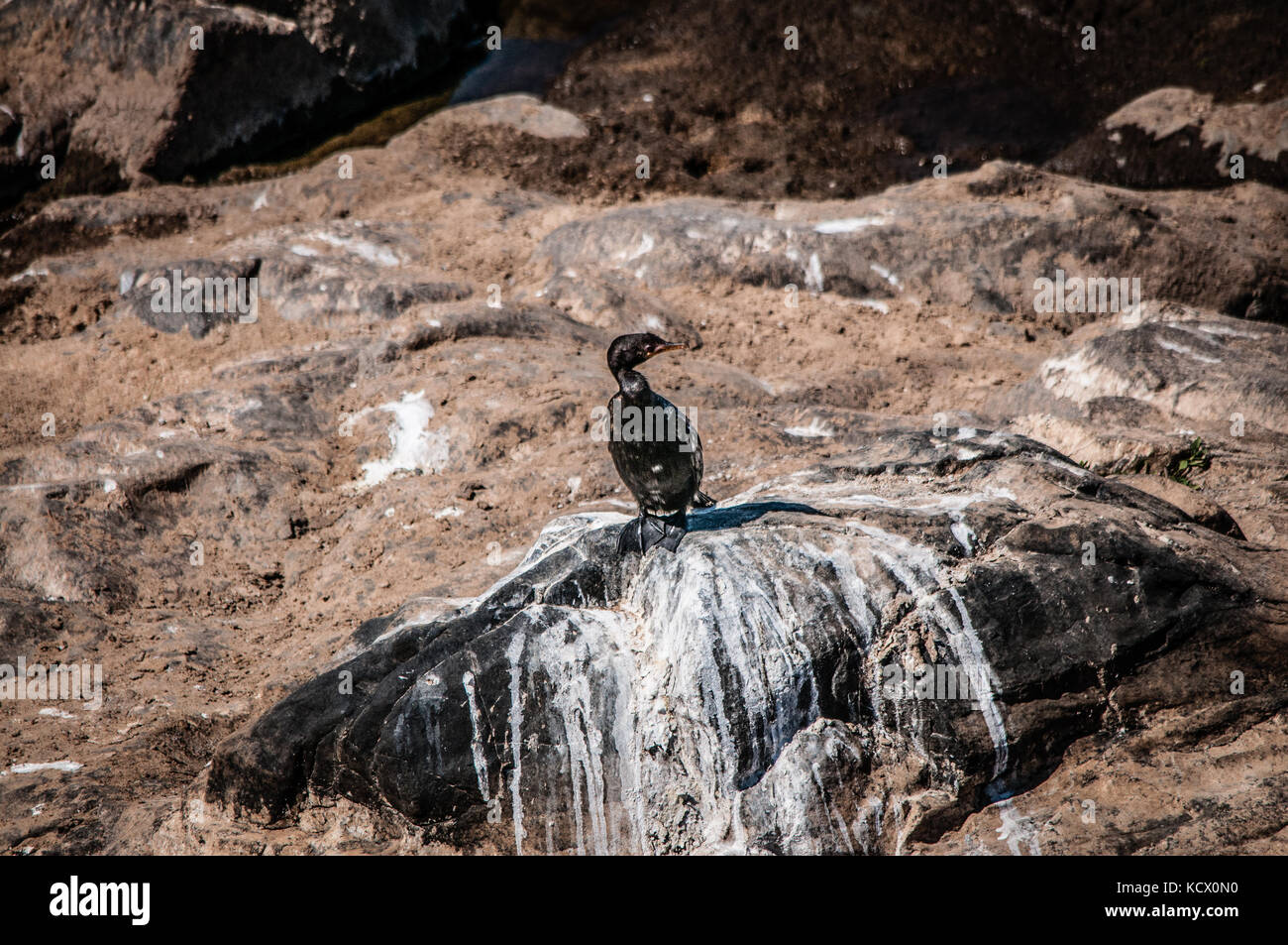 bird and poo Stock Photo - Alamy