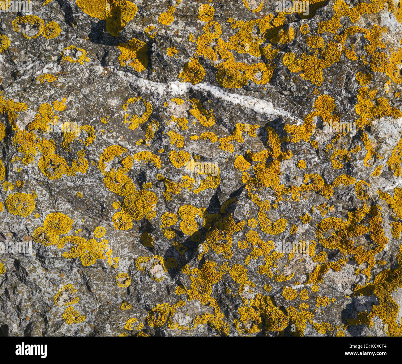 Sedimentary rock with quartz intrusion and yellow lichen growth ...