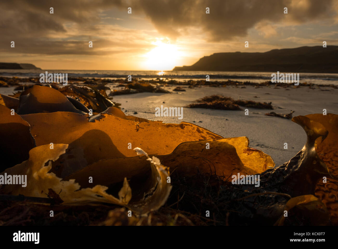 Calgary Bay beach, sunset through the kelp, Isle of Mull, Scotland ...