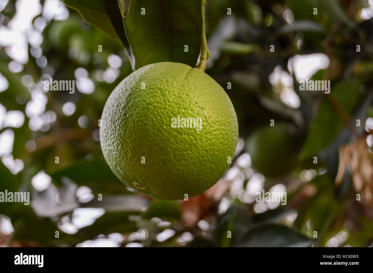 Close-up on an orange not yet ripe of green color Stock Photo - Alamy