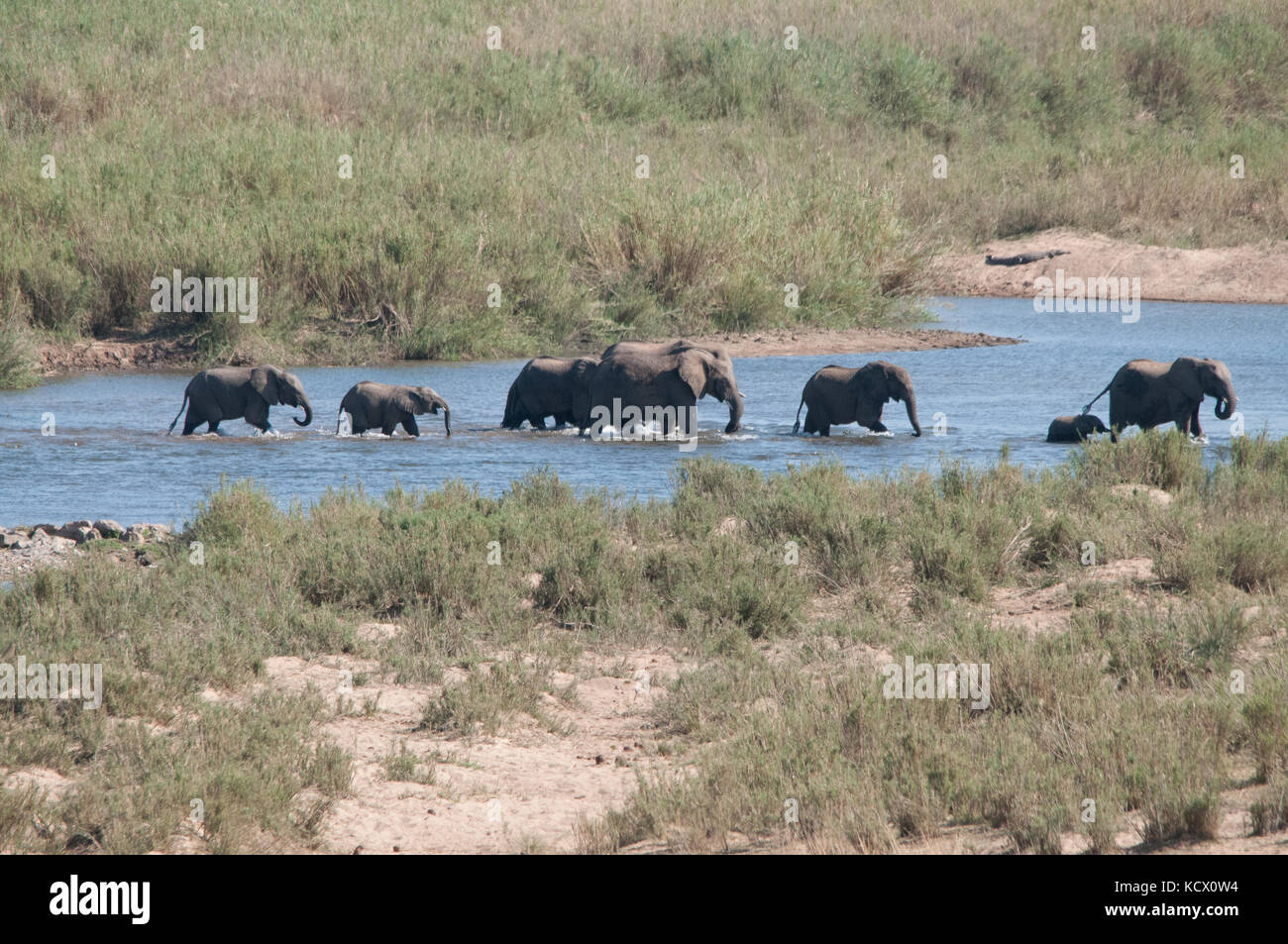 elephant across river Stock Photo - Alamy