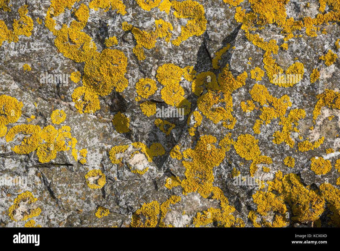Lichen Growing On Stone High Resolution Stock Photography and Images ...
