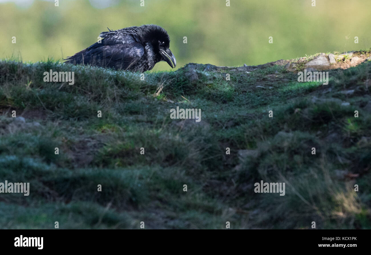 Raven, the largest bird of the crow family Stock Photo - Alamy