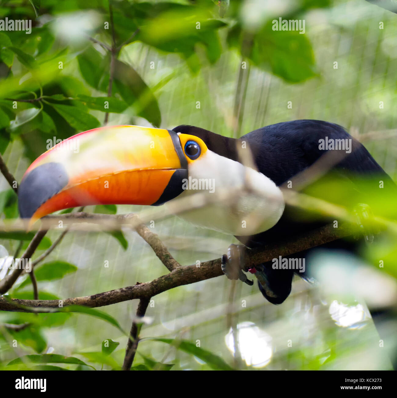 Black toucan birds hi-res stock photography and images - Alamy