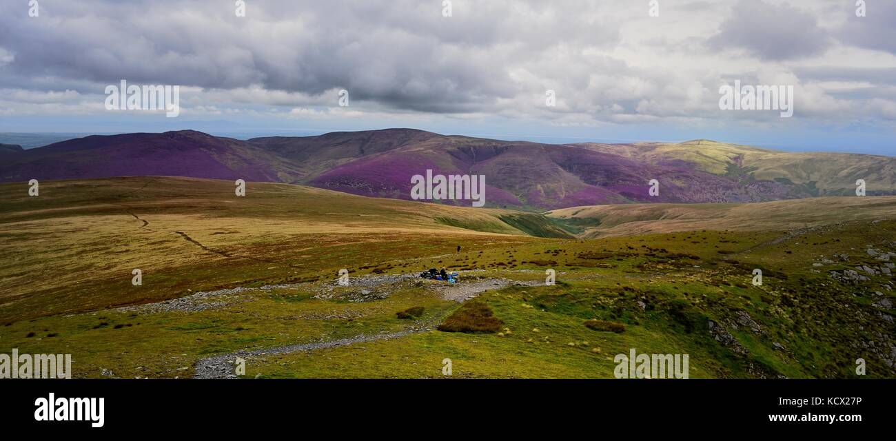 Purple Heather on the Northern Fells Stock Photo - Alamy