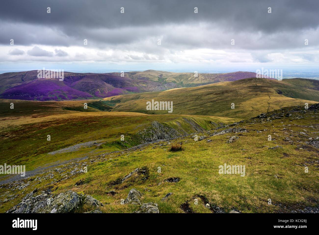 Purple heather on the Northern Fells Stock Photo - Alamy