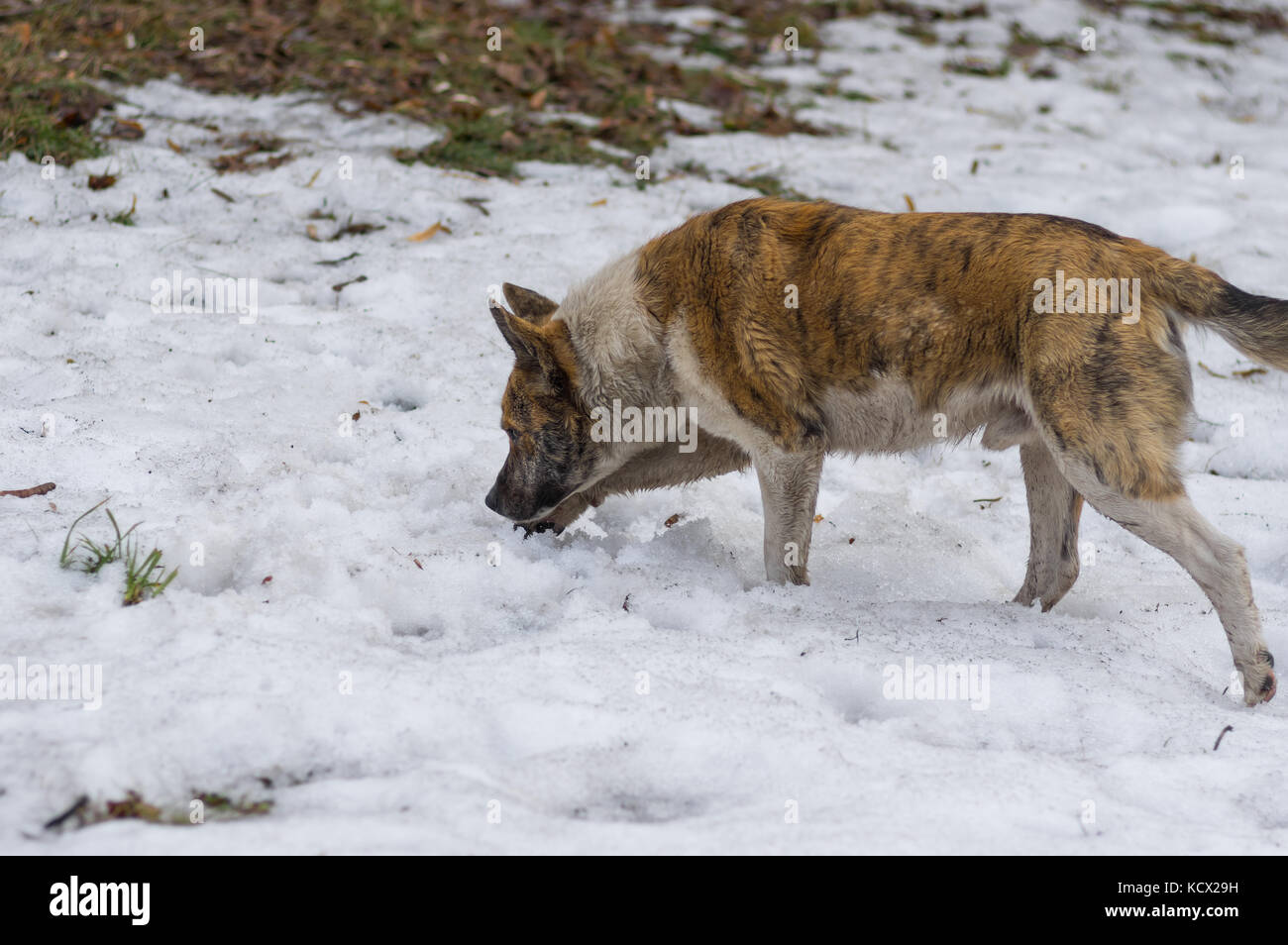 Stray tiger colored dog in searching of some food in spring, snowy park ...