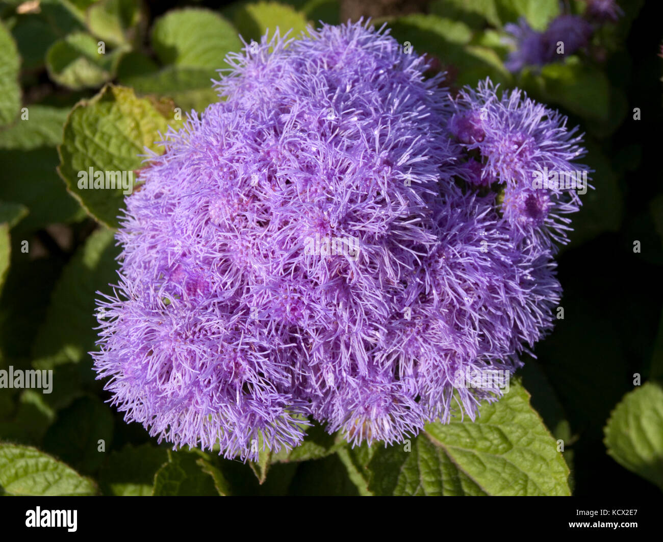 Perennial ageratum hi-res stock photography and images - Alamy