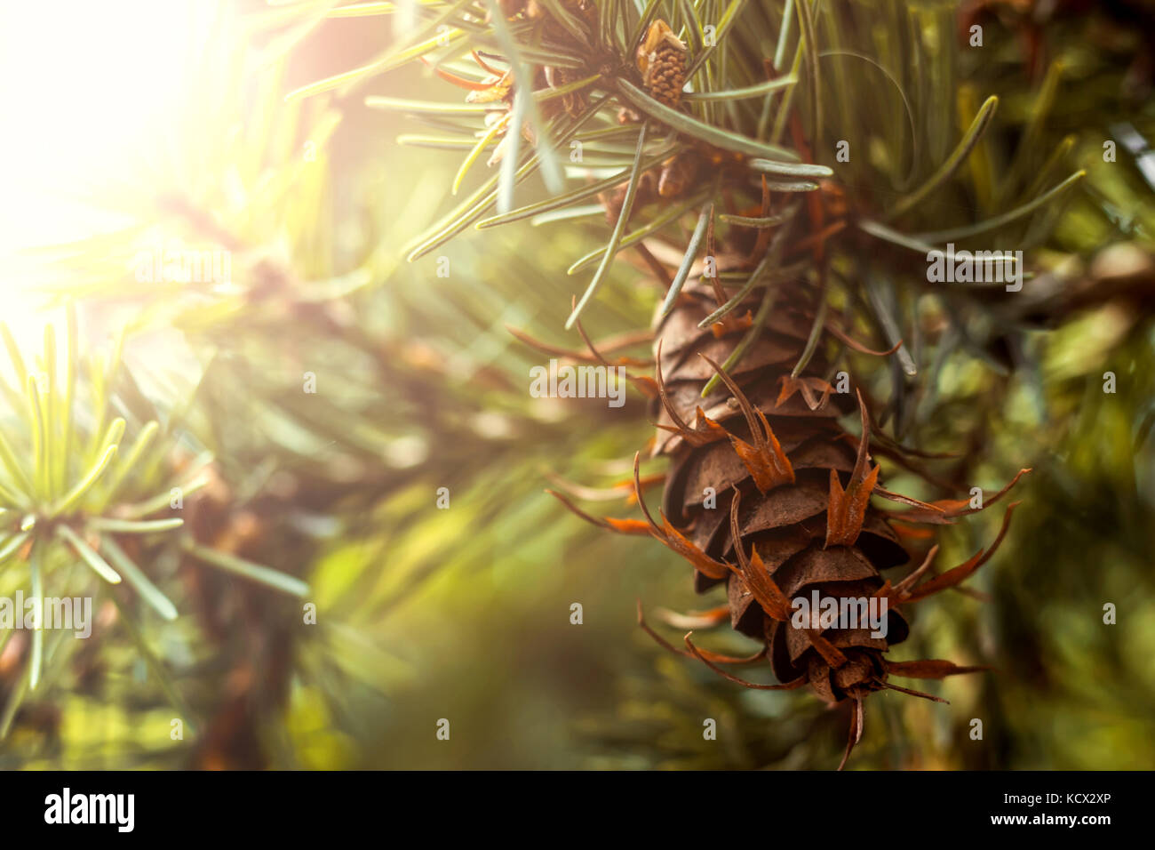 Douglas fir tree branch with cones on autumn. Closeup Stock Photo - Alamy