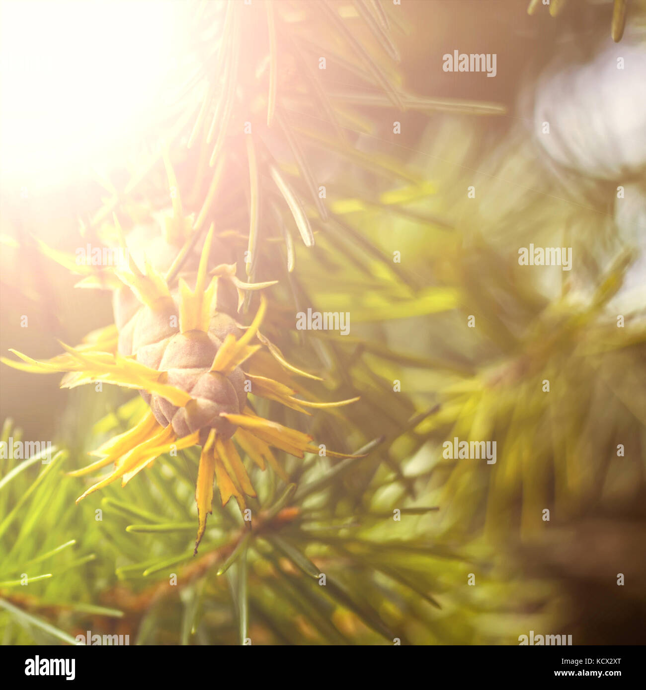 Douglas fir tree branch with cones on autumn. Closeup Stock Photo - Alamy