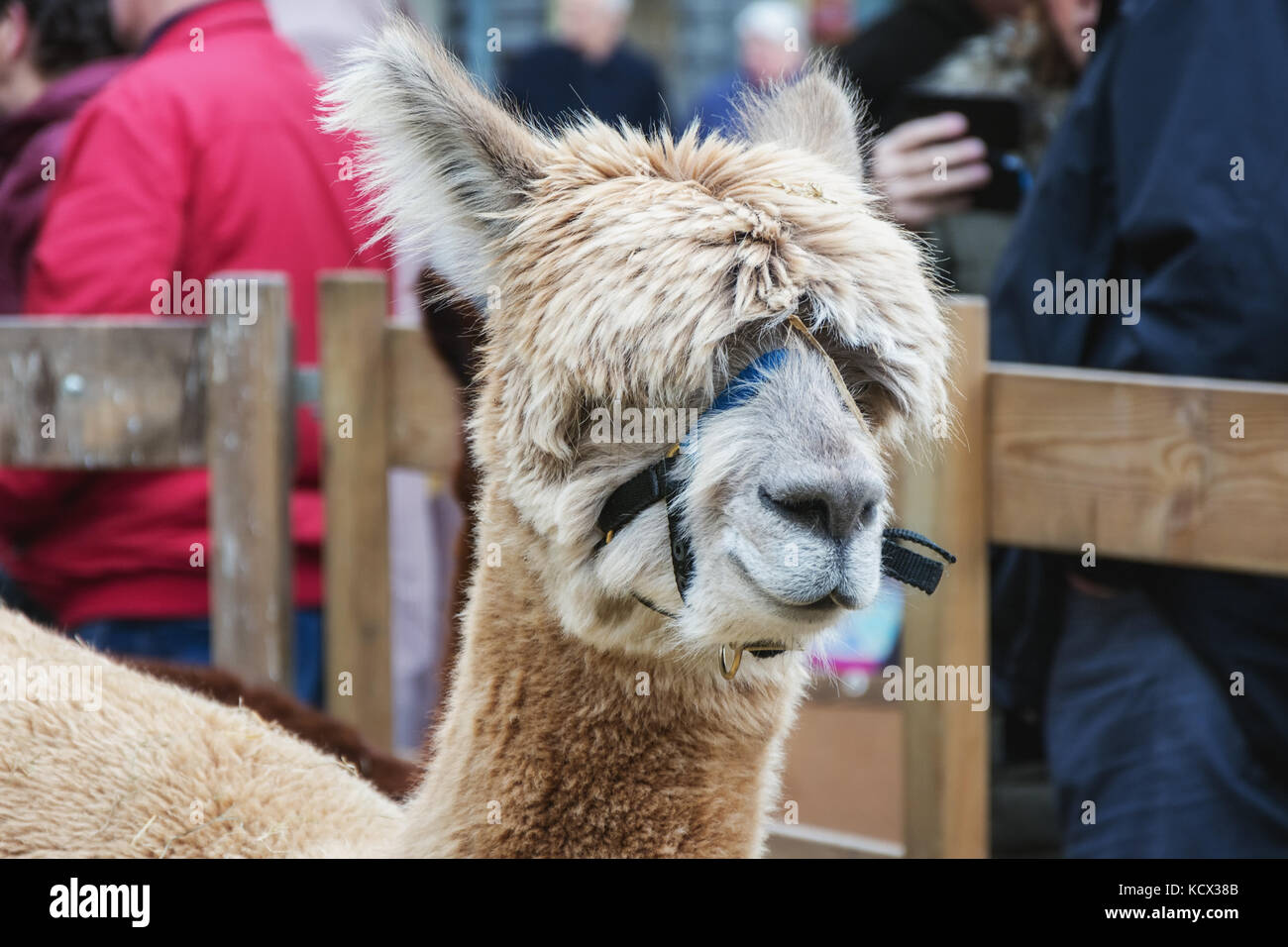 Portrait of a woolly alpaca Stock Photo - Alamy