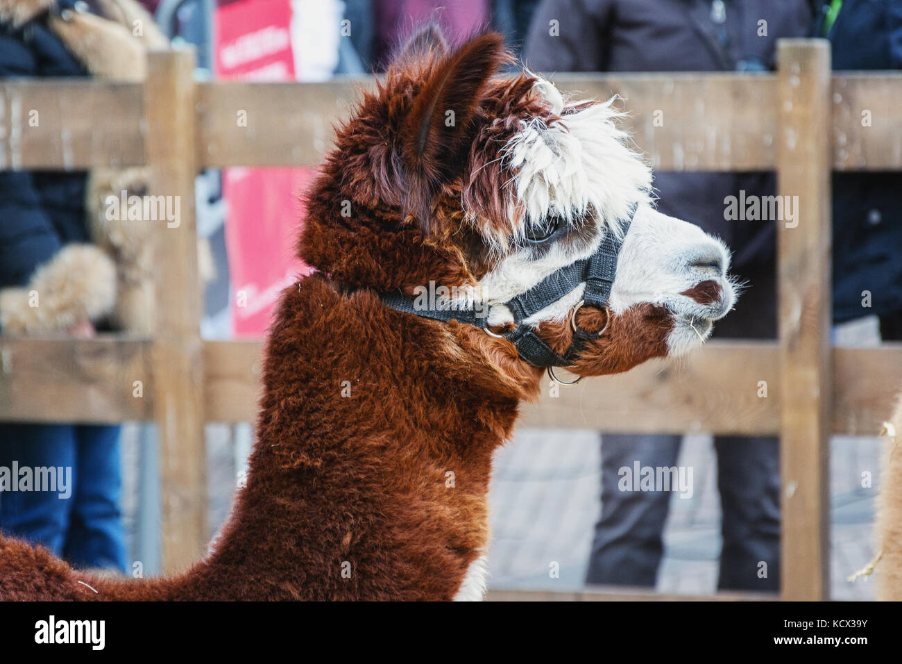 Portrait of a woolly alpaca Stock Photo - Alamy