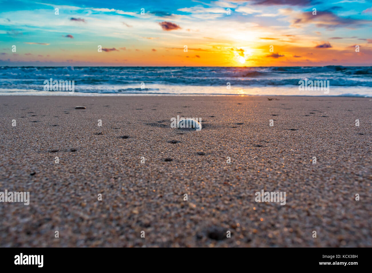 close up of a wet seashell on the sandy shore of a tropical beach just ...