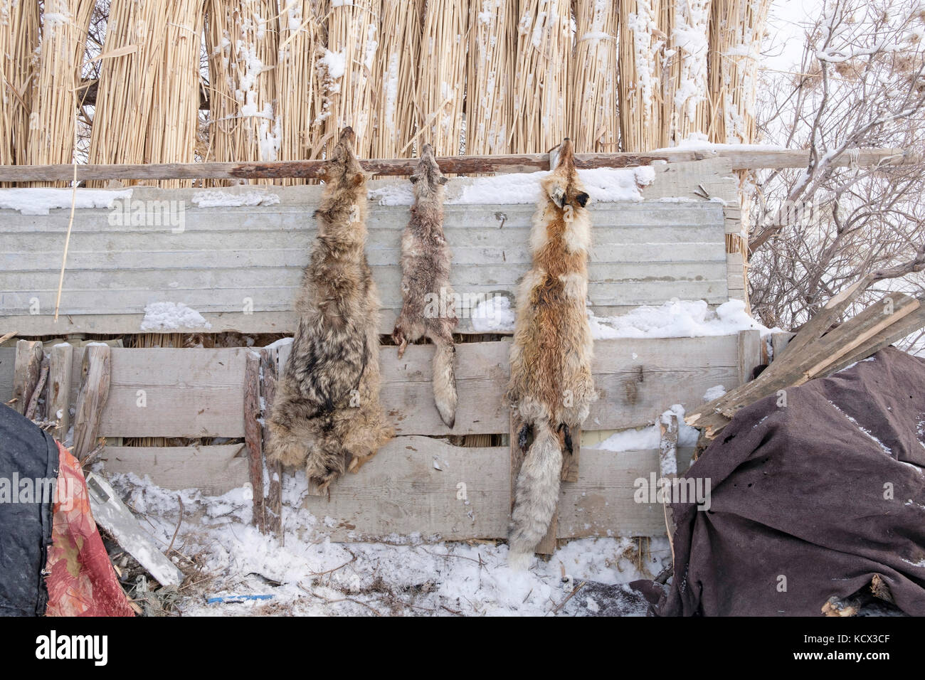 Musabek Makshoutov, 55 is proud to shaw his foxes hunted last week. It ...