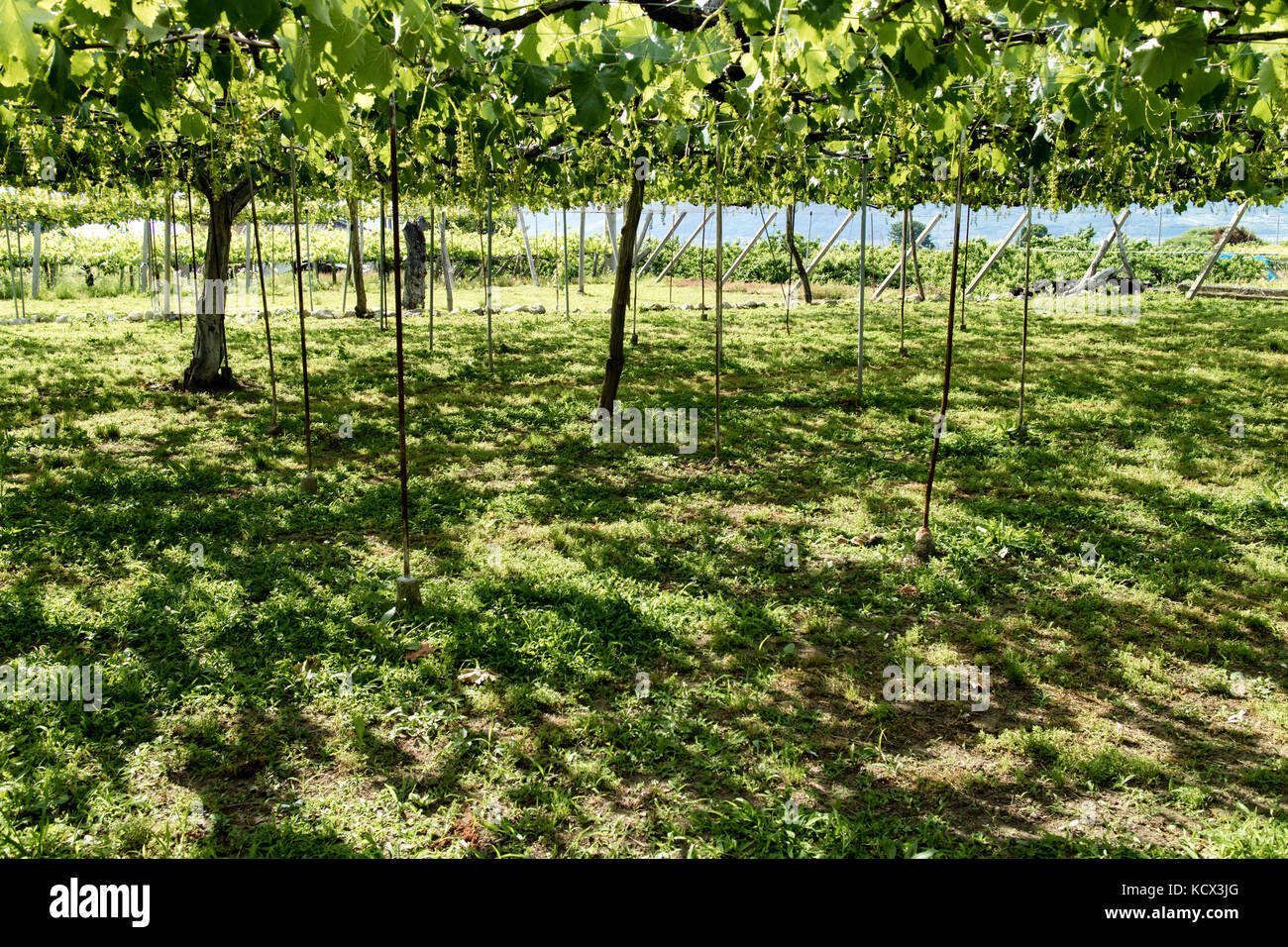 A grape vineyard in Yamanashi, Japan Stock Photo - Alamy