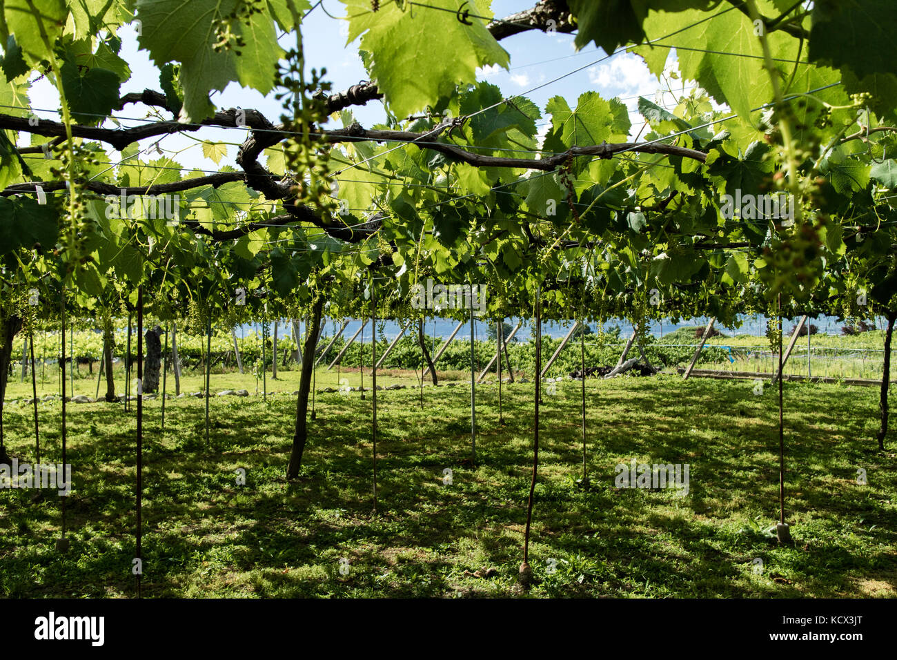 Yamanashi japan vineyard hi-res stock photography and images - Alamy