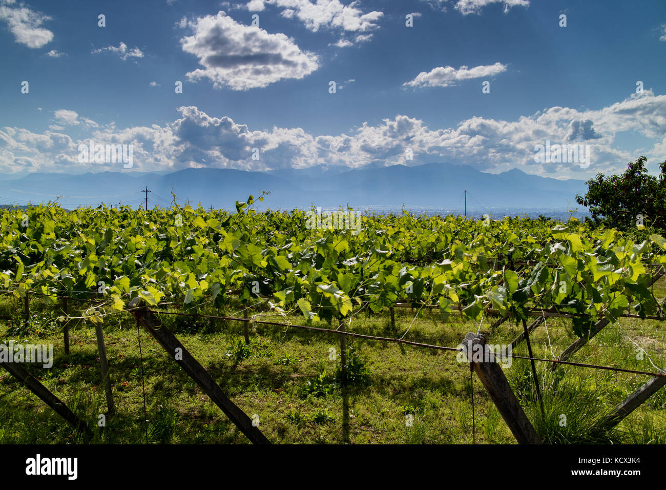 A grape vineyard in Yamanashi, Japan. With the blue skies and mountains ...