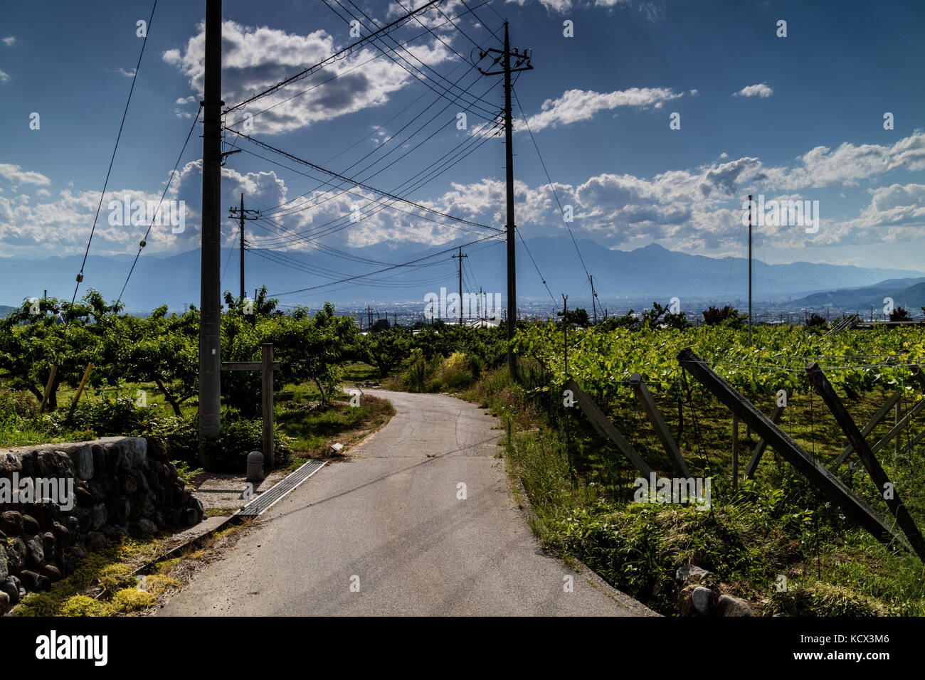 A grape vineyard in Yamanashi, Japan. With the blue skies and mountains ...