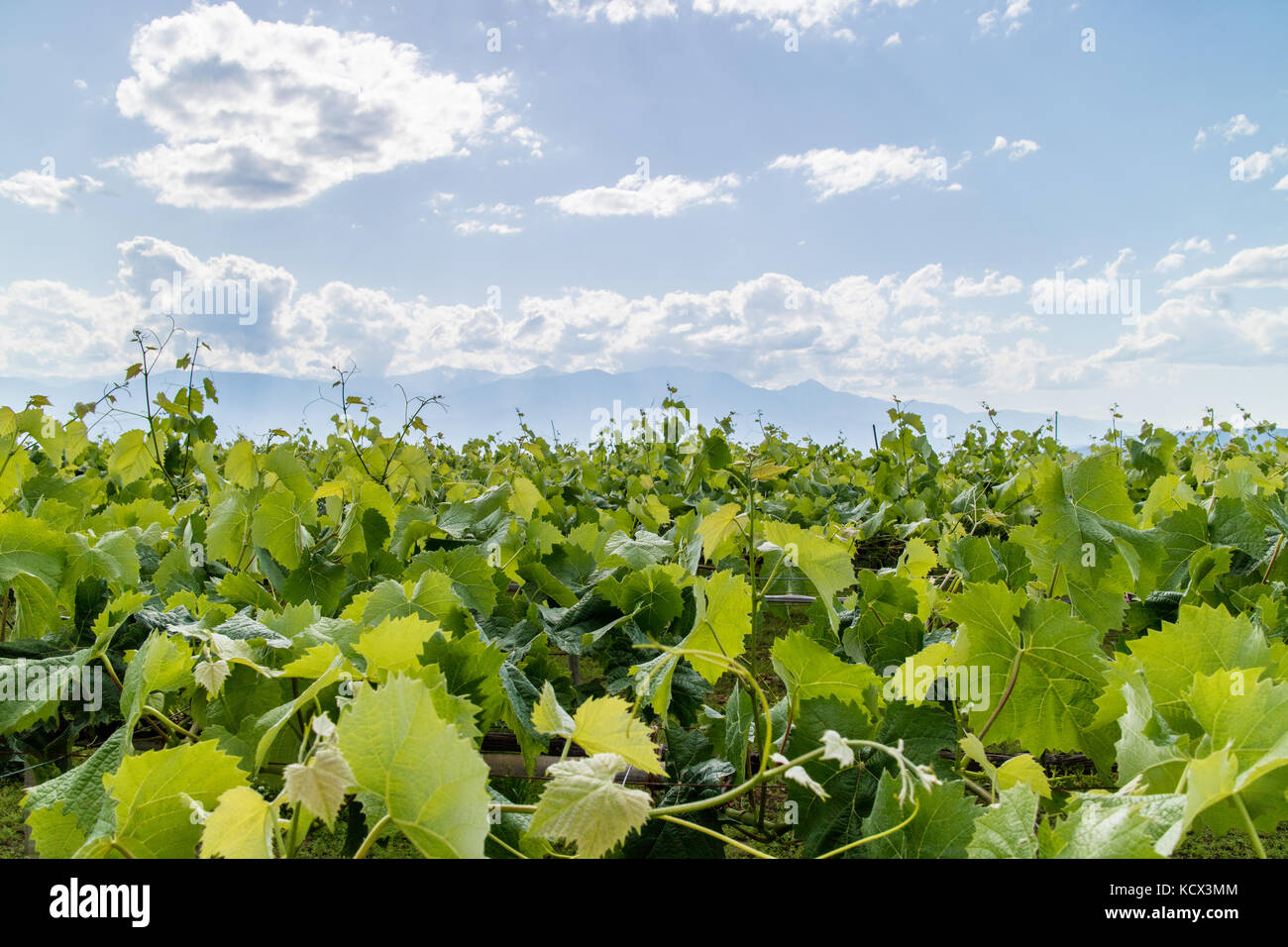 A grape vineyard in Yamanashi, Japan. With the blue skies and mountains ...
