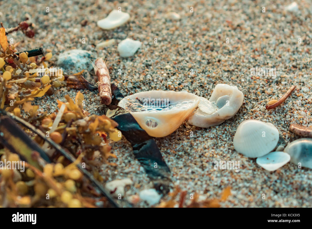 close up of seaweed and seashells on the wet sand Stock Photo - Alamy