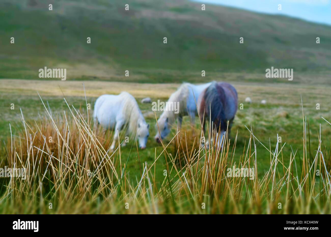Pen y Fan Stock Photo - Alamy