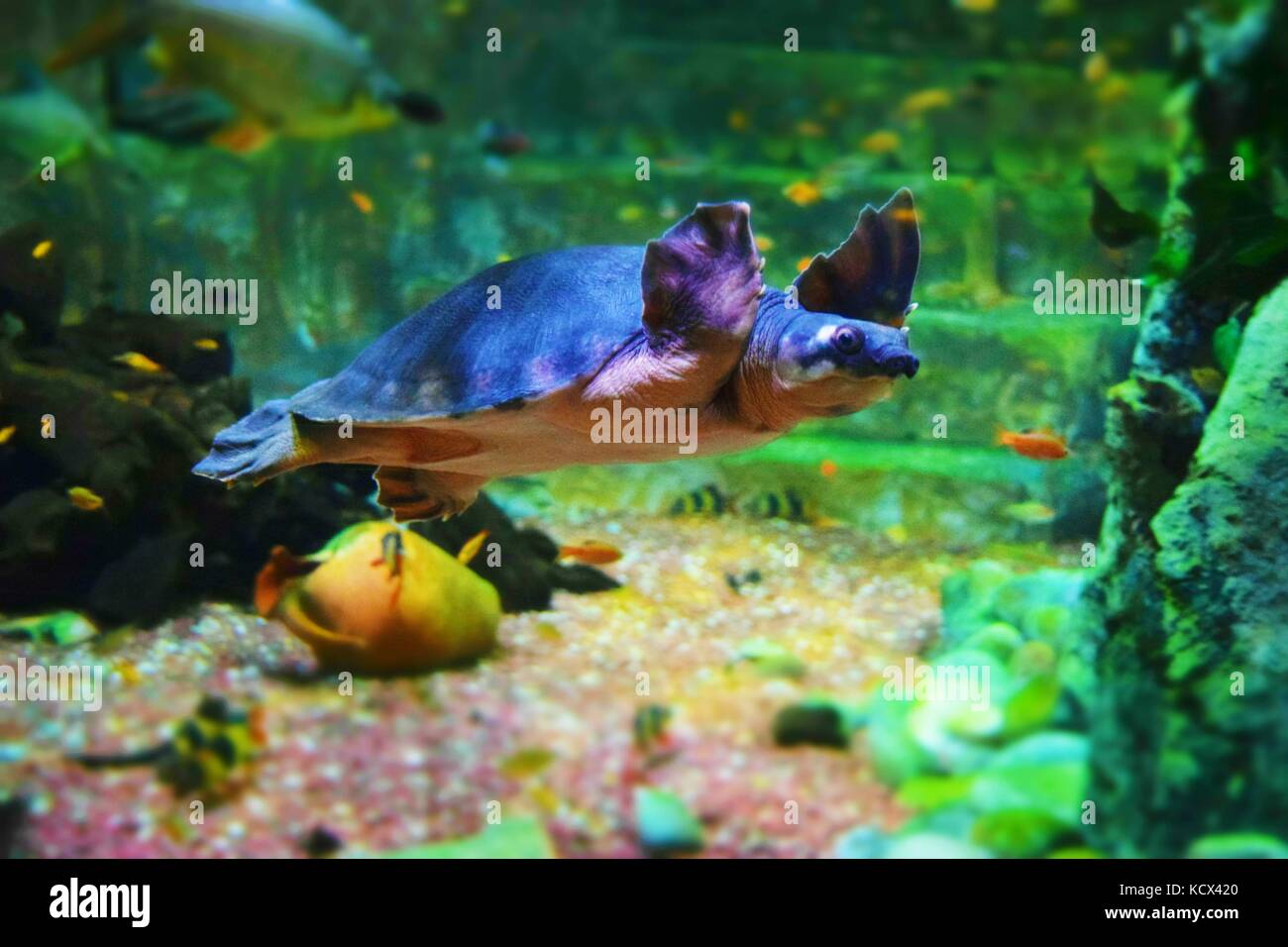 Turtles and fish hi-res stock photography and images - Alamy
