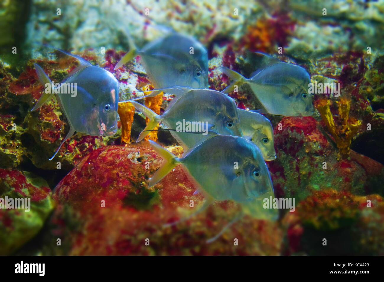 White fishes hi-res stock photography and images - Alamy