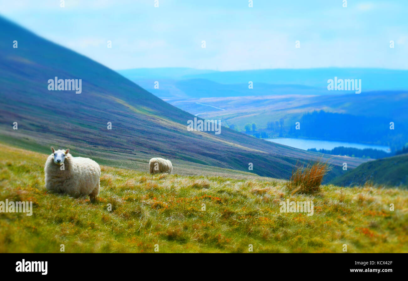 Pen y Fan Stock Photo - Alamy
