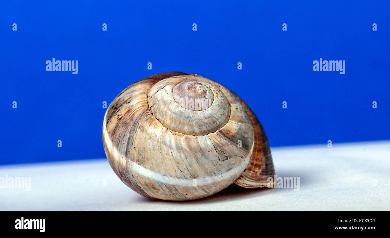 Snail shell, picture of a Stock Photo - Alamy