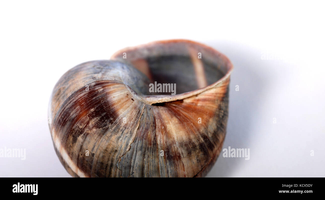 Snail shell, picture of a Stock Photo - Alamy