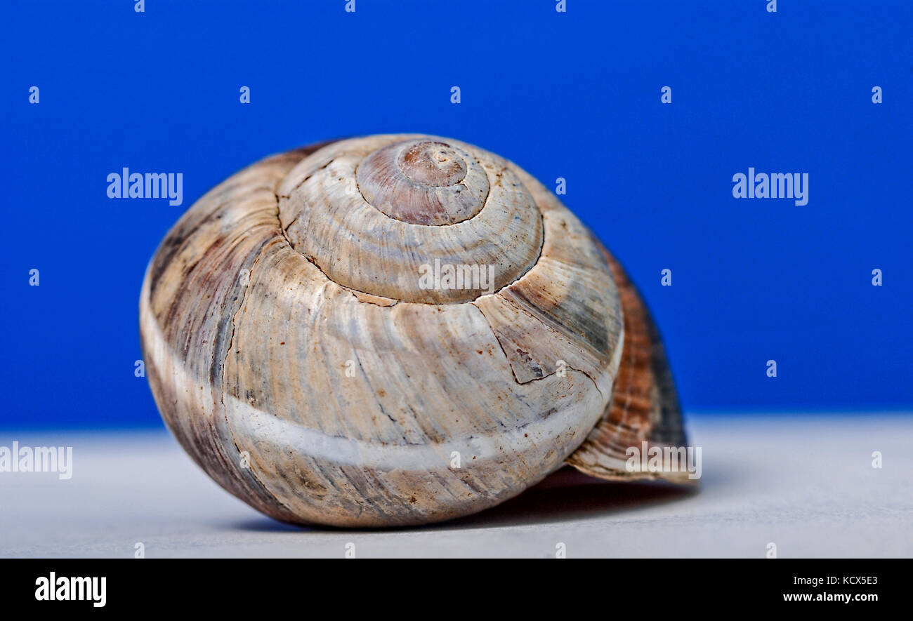 Snail shell, picture of a Stock Photo - Alamy