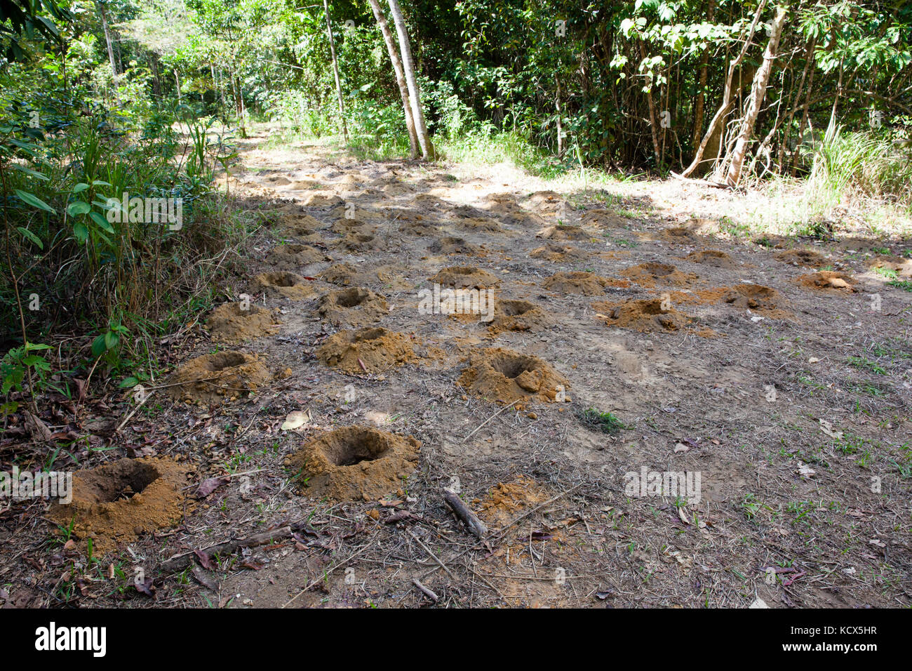 Rainforest revegetation. Rainforest Trust Australia & BeardsOn Planting ...