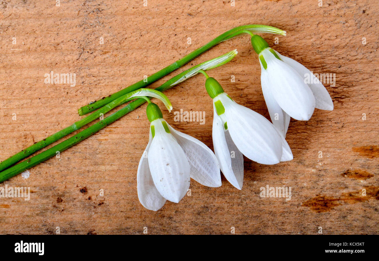 Bouquet of Snowdrops in little tin bucket on wooden vintage board Stock ...