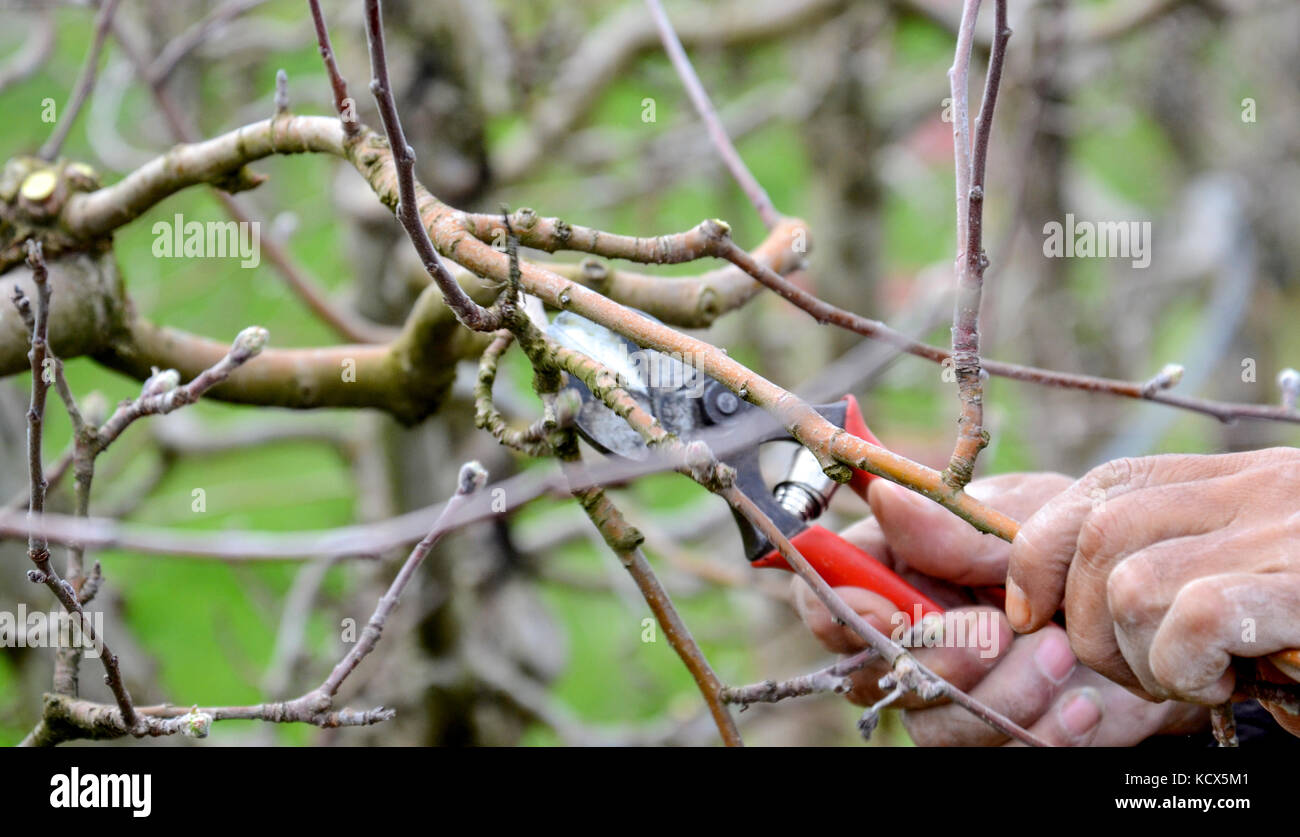 Pruning an apple tree with pruning saws Stock Photo - Alamy