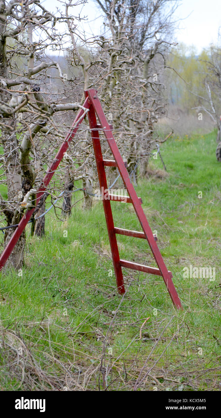 Picture of a Wooden ladder for pruning apple orchard Stock Photo - Alamy