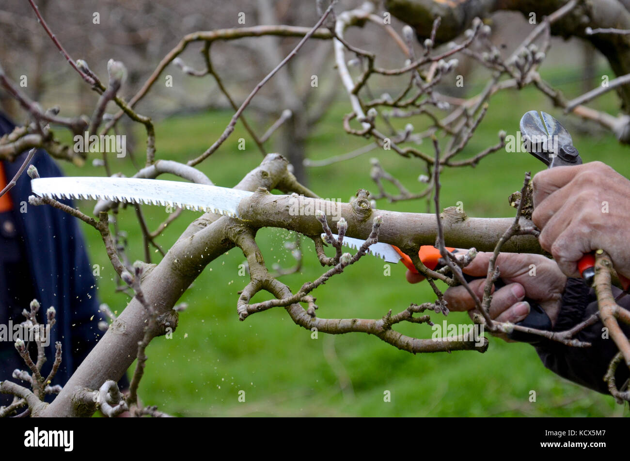 picture of a Farmer Pruning an apple tree with pruning saw while ...