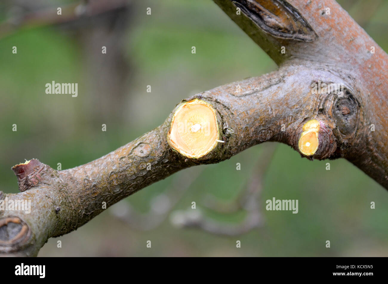 picture of a Fresh pruned apple branch in spring Stock Photo - Alamy