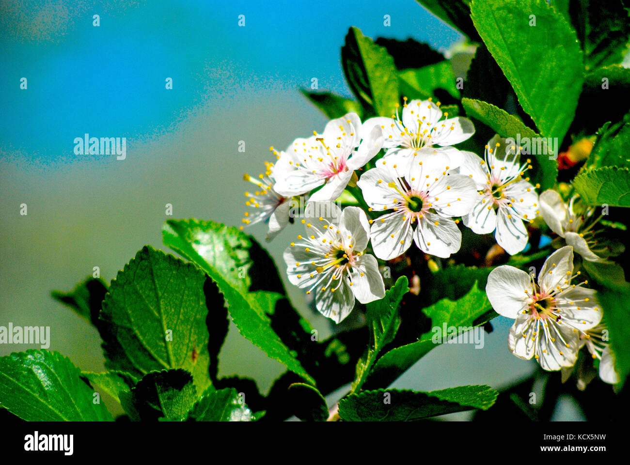 Apple orchard in spring, picturte of an Stock Photo - Alamy