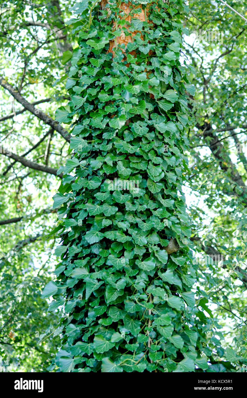picture of an Ivy growing up on a large tree Stock Photo - Alamy