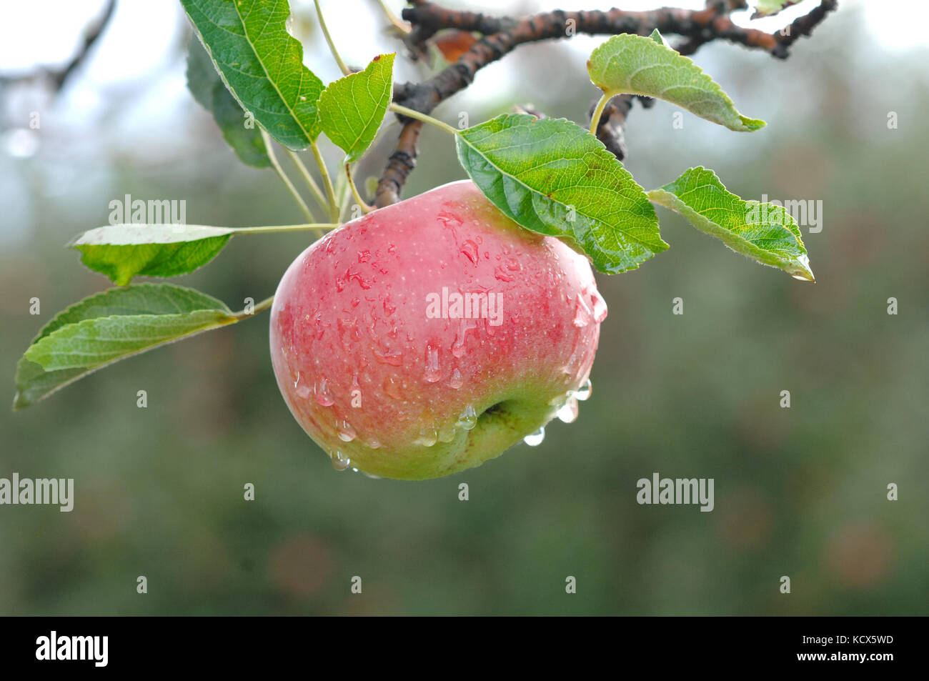 Picture of an Apples on tree after the rain Stock Photo - Alamy