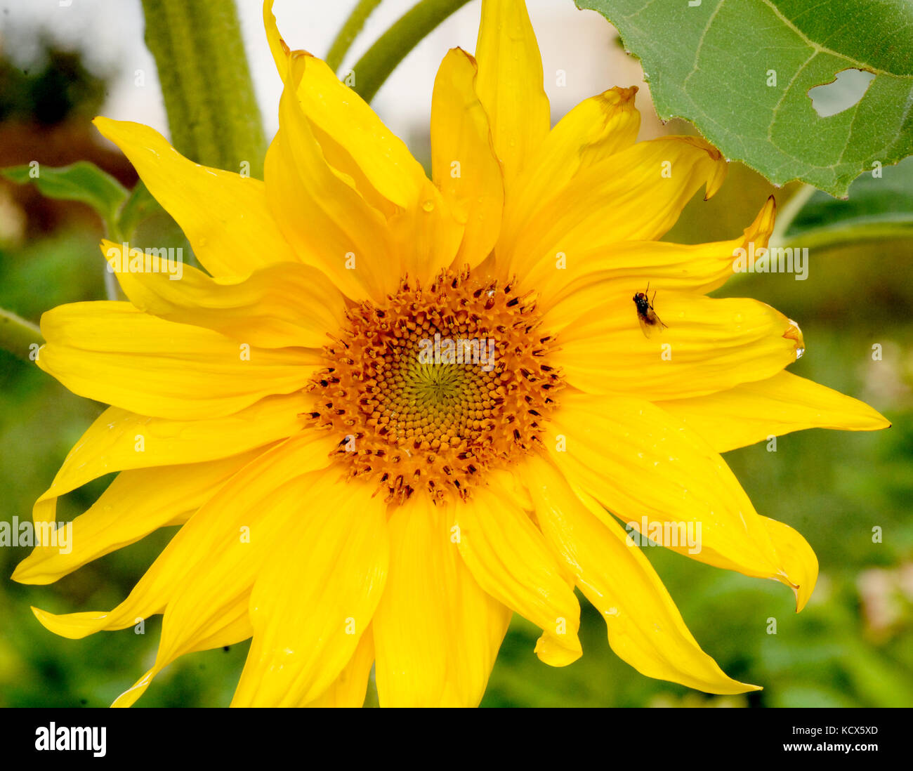 picture of a fly on ripe sunflower in a garden Stock Photo - Alamy