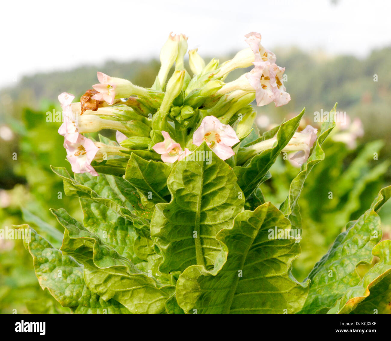 picture of a Close up of tobacco flower in Stock Photo - Alamy