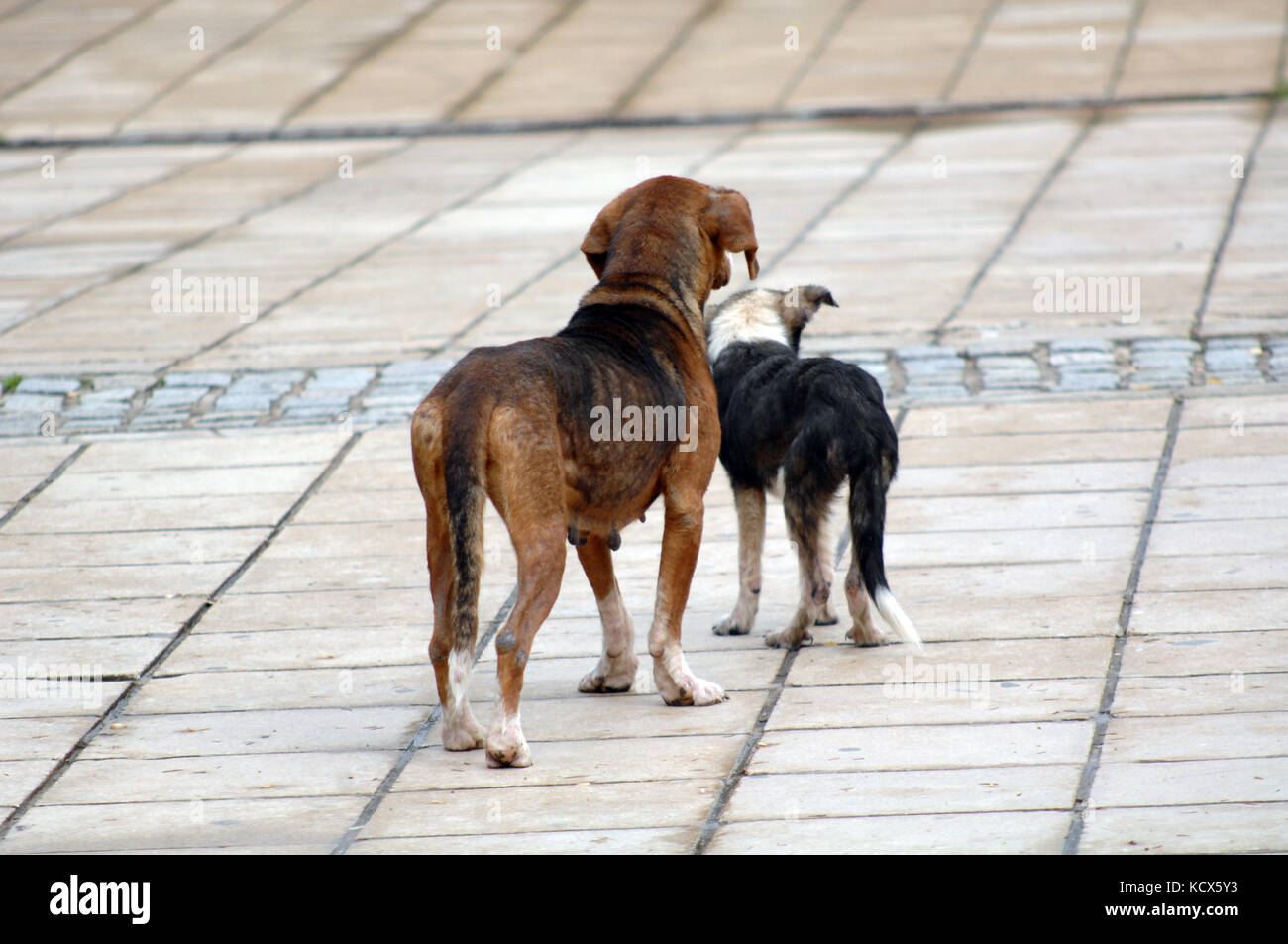 icture of a sad stray dogs on the street Stock Photo - Alamy