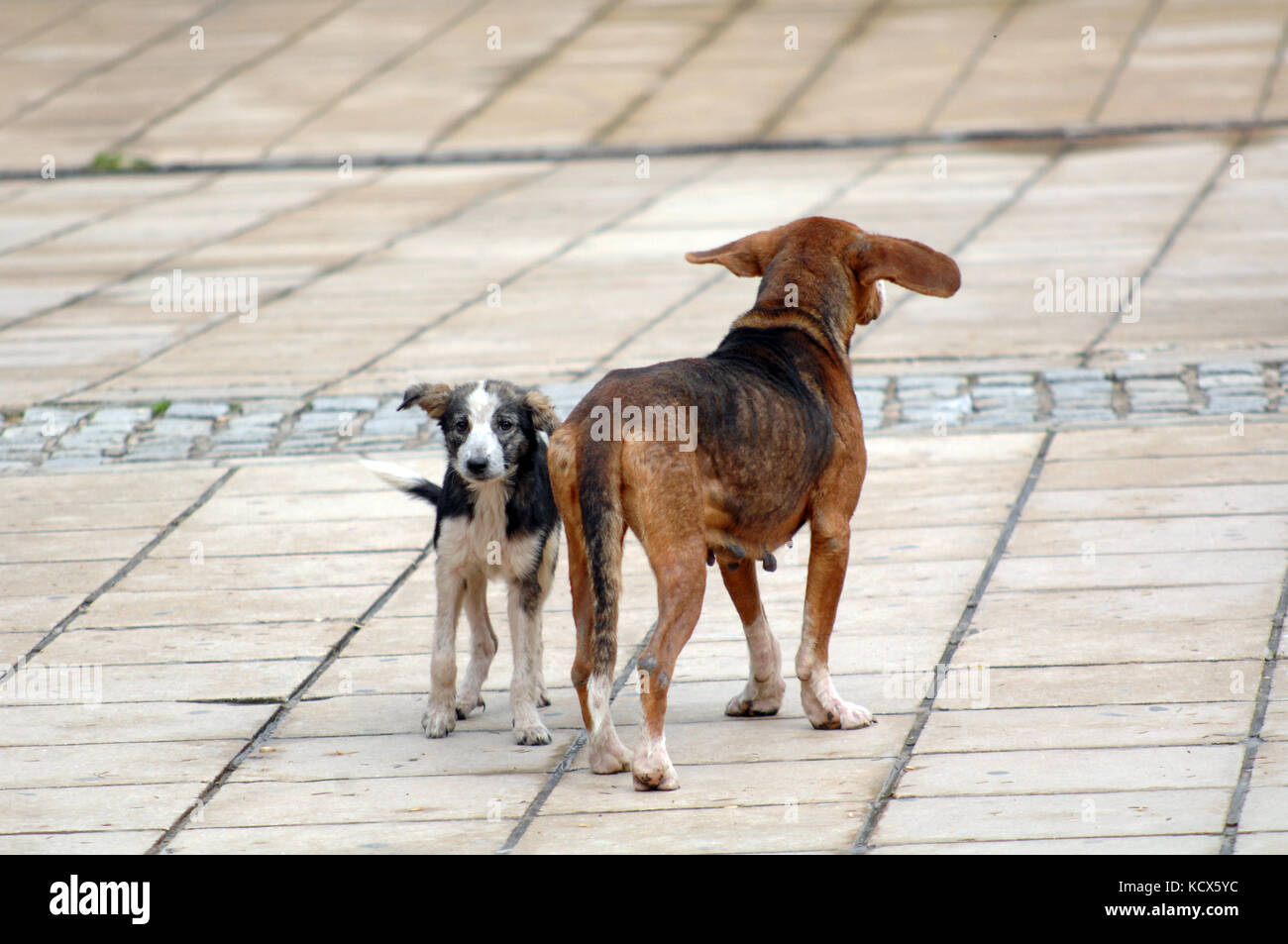 icture of a sad stray dogs on the street Stock Photo - Alamy