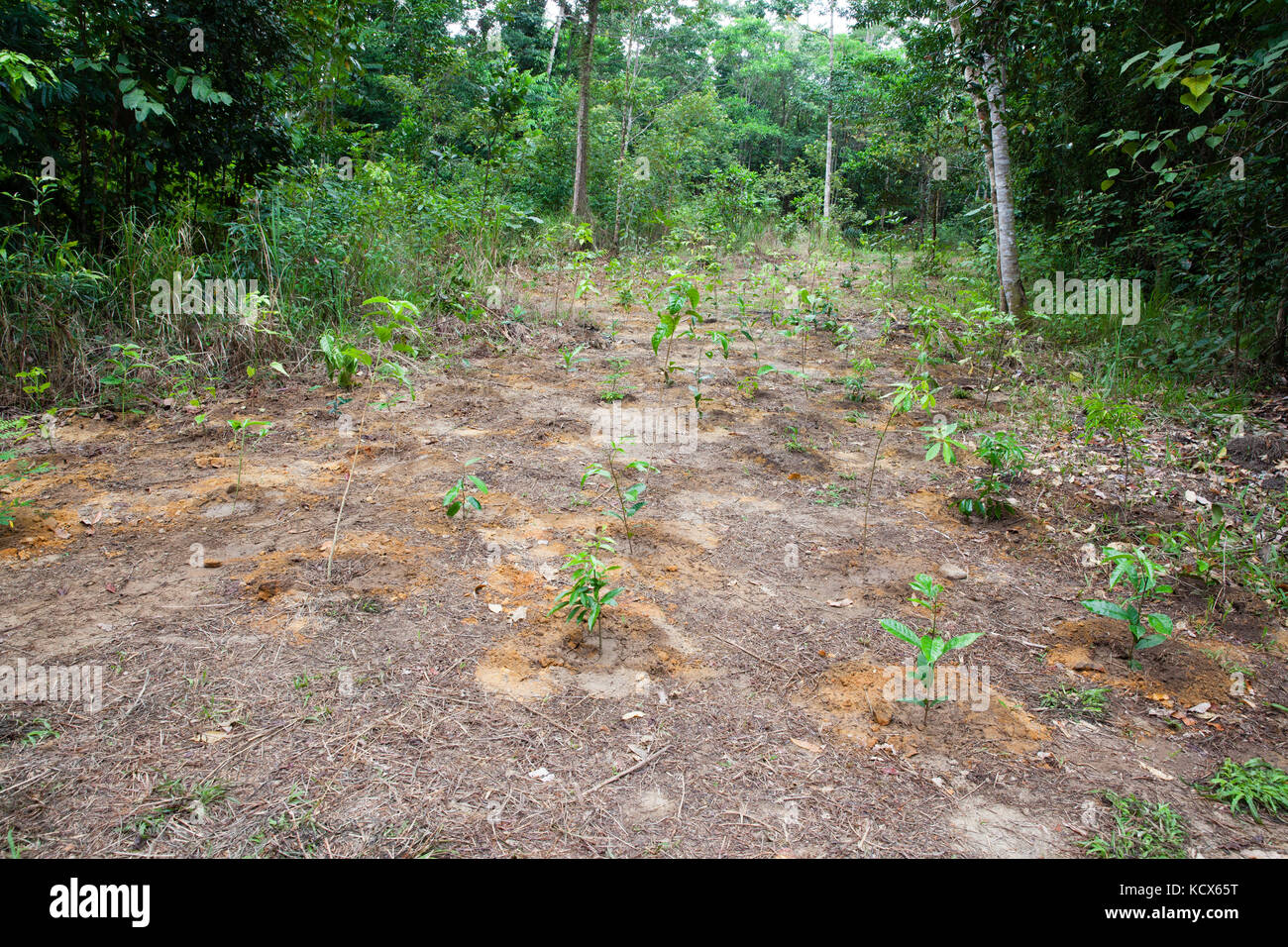 Saplings rainforest hi-res stock photography and images - Alamy